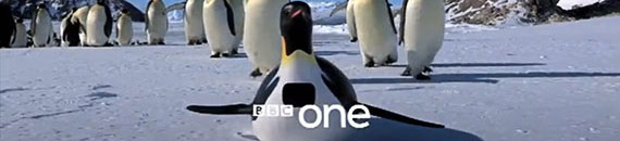 New Penguin Camera Captures Incredible Photos and Video of Penguins in ...
