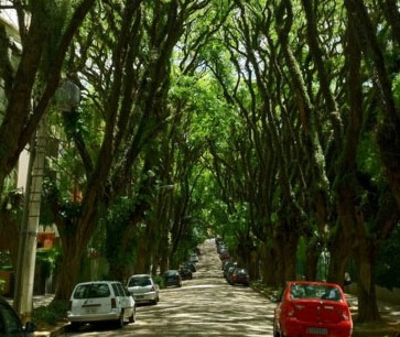 Interesting Photo of the Day: Amazing Tree Covered Street in Porto ...