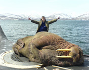 Interesting Photo of the Day: Massive Walrus Naps on Submarine Hatch