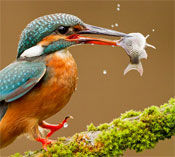 Interesting Photo of the Day: Kingfisher Lives Up to Its Name