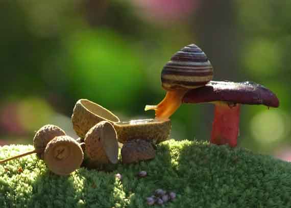 Interesting Photo of the Day: Snail Sips from Acorn Shell