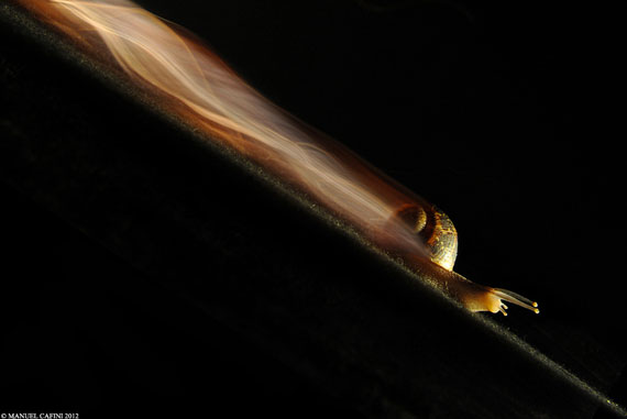 Interesting Photo of the Day: A Speedy Snail