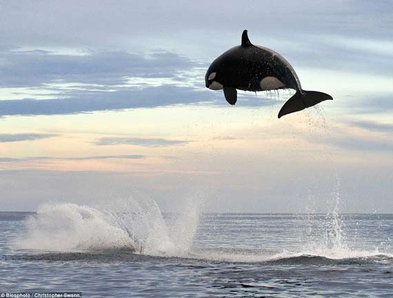 Interesting Photo of the Day: An 8 Ton Orca Jumping Out of the Water