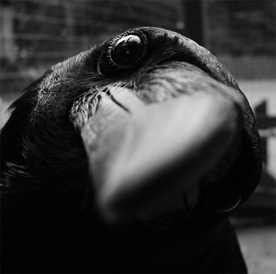 Interesting Photo of the Day: Curious Crow
