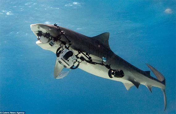 Interesting Photo of the Day: Tiger Shark Steals Expensive Camera