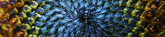 The Ultimate Guide to Understanding Composition