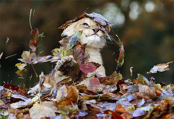 Adorable Photos Prove That Even Baby Lions Love the Fall