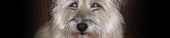 How to Easily Fix "Pet Eye" In Photoshop