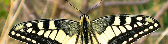 Butterfly Pictures: How to Capture Them