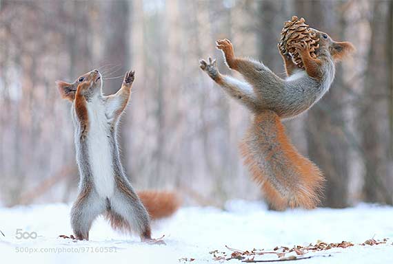 Interesting Photo of the Day: Perfectly Timed Squirrel Photo