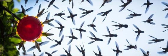 Interesting Photo of the Day: Hummingbird Swarm