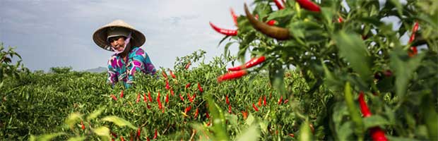 Fill Your Frame: Photo Composition