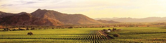 Vineyard Photography Tips and Techniques