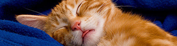 Cat Photography Ideas