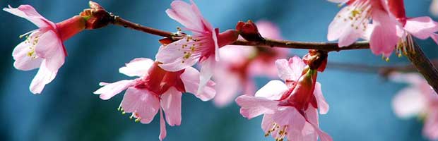 Spring Photography Tips