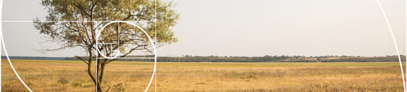 How to Use the Fibonacci Spiral for Better Compositions