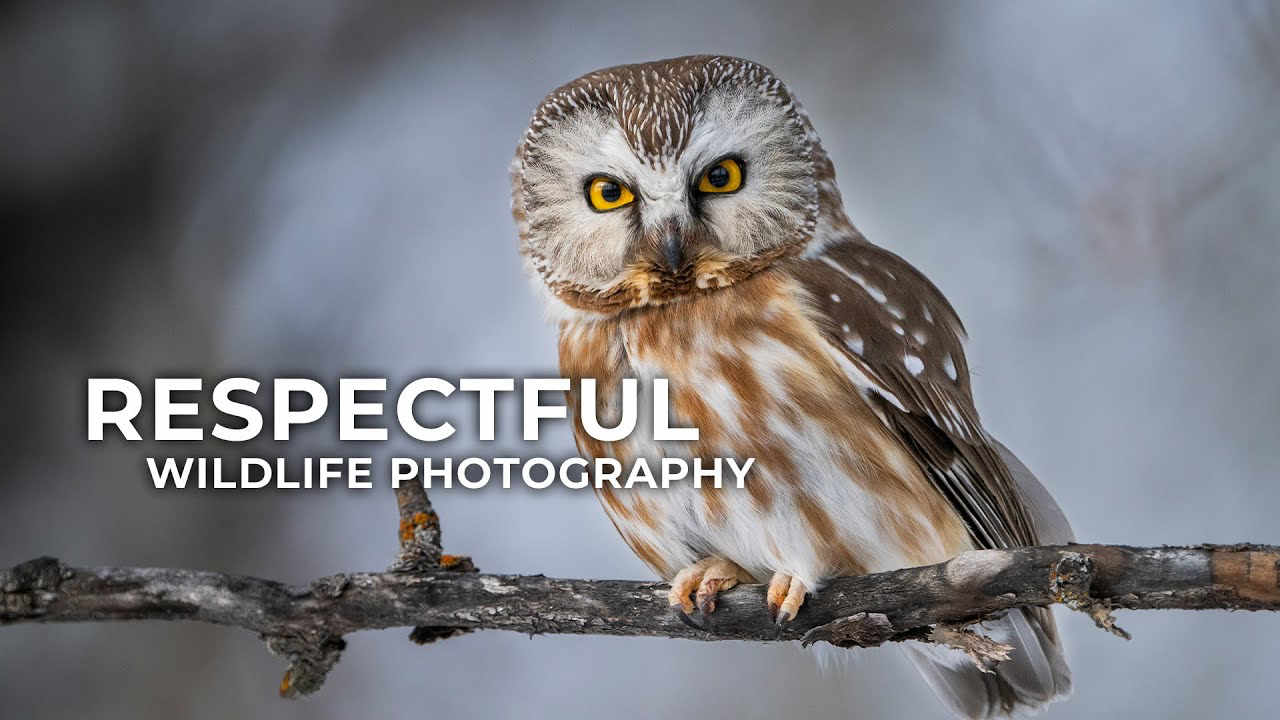 How to Photograph Wildlife Without Disturbing It