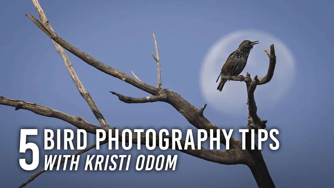 Top 5 Bird Photography Tips From a Pro
