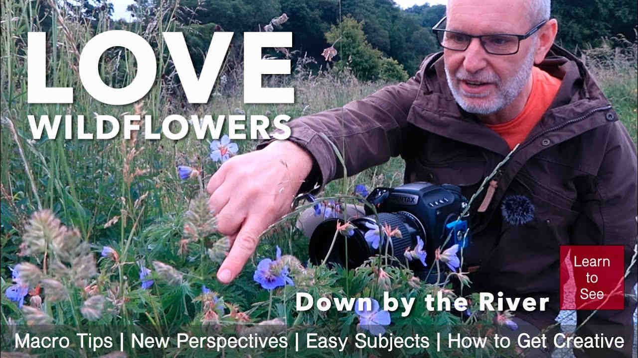 Wildflower Photography Tips