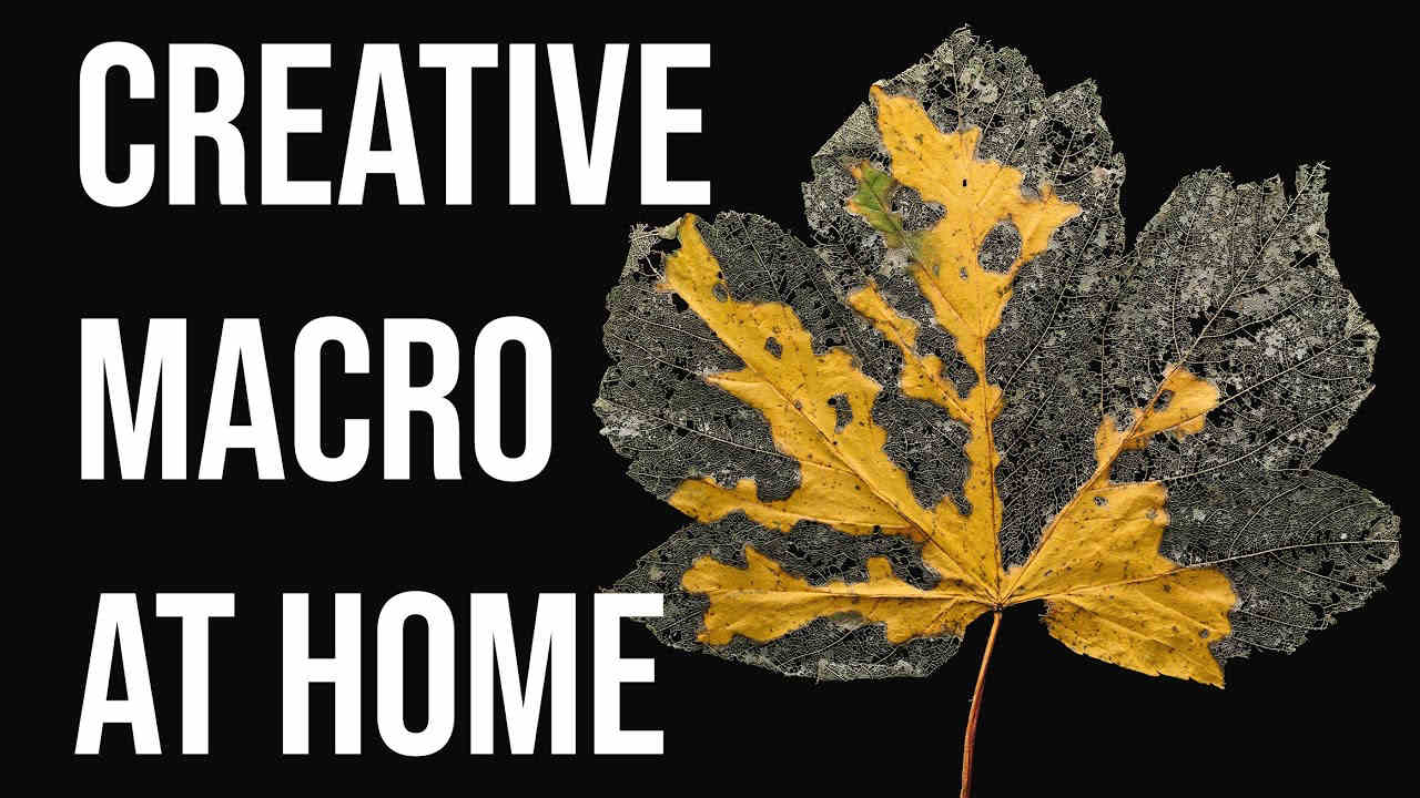 Macro Leaf At-Home Photography Tutorial